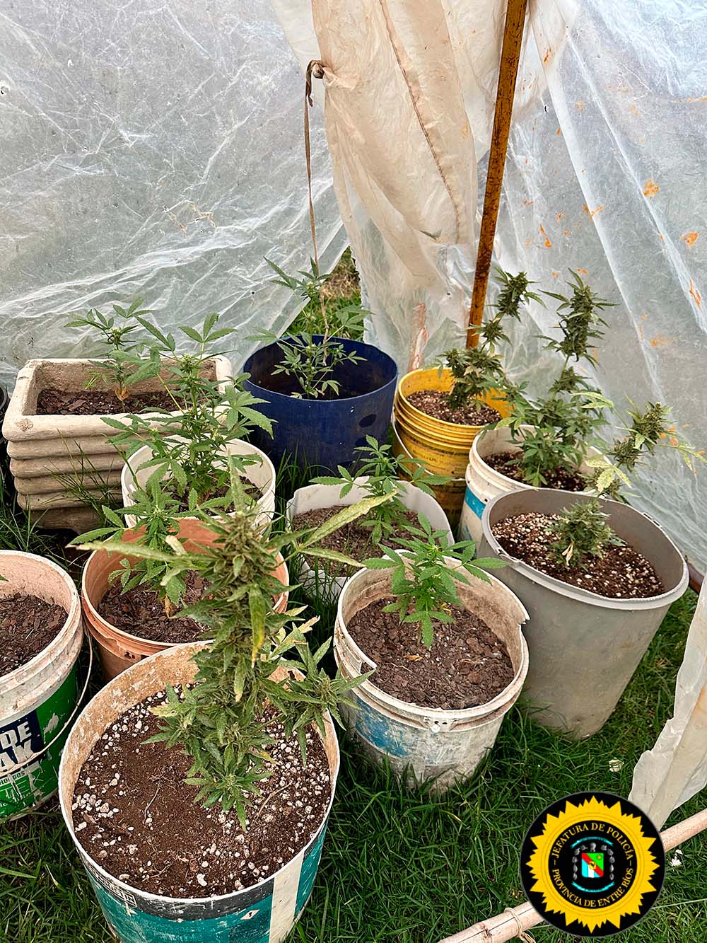 ¿Por qué la Policía secuestró 21 plantas de marihuana a un hombre que ...