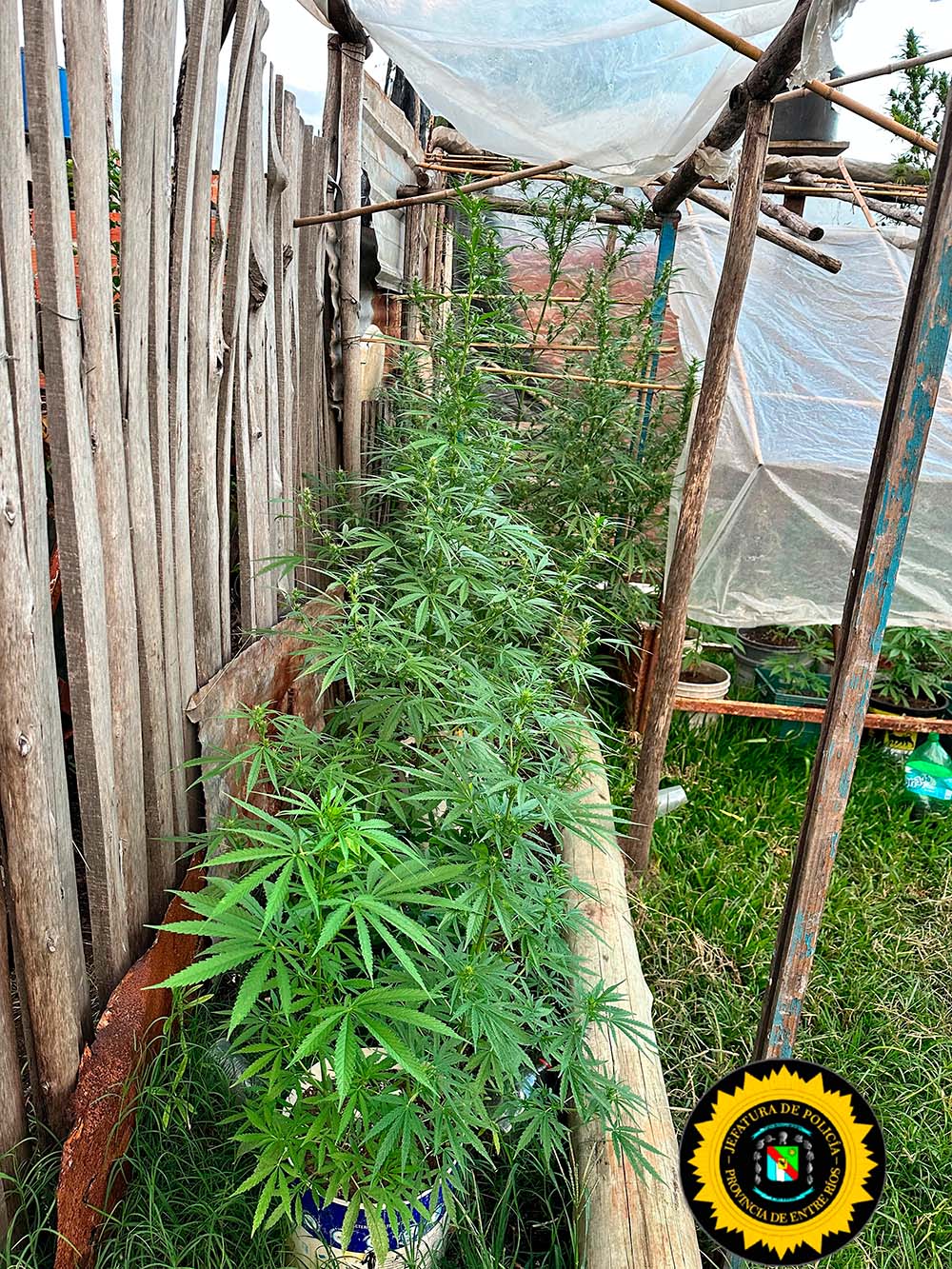 ¿Por qué la Policía secuestró 21 plantas de marihuana a un hombre que ...